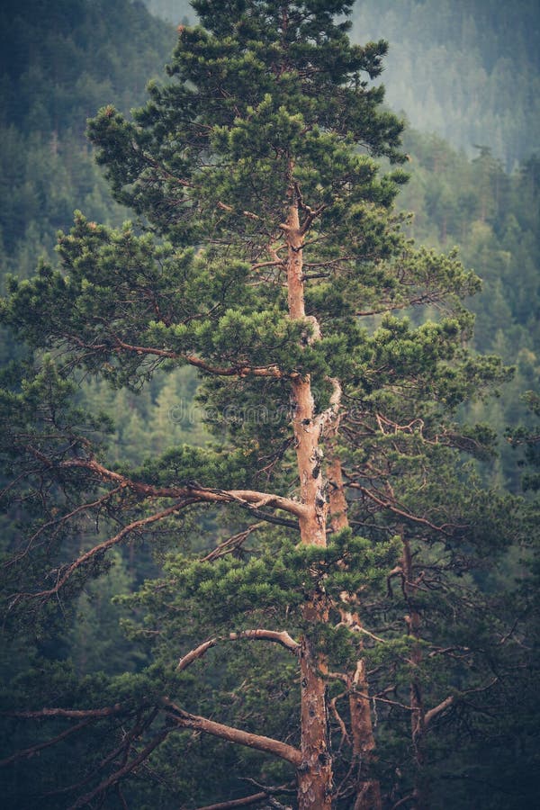 Huge evergreen tree stock photo. Image of beautiful, high - 76802784