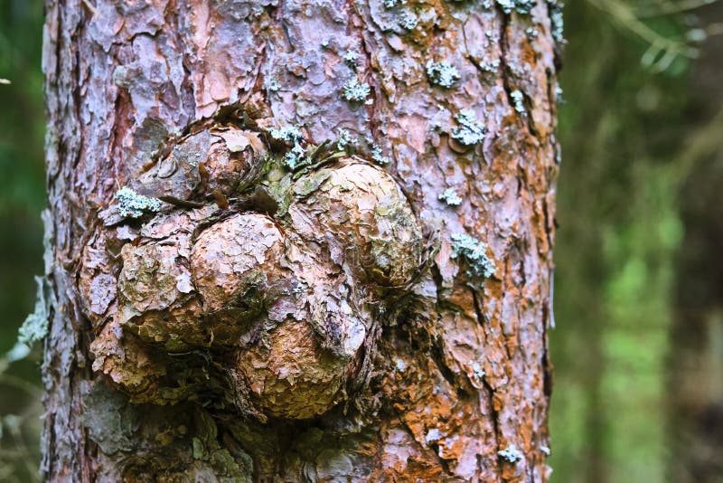 Huge Excrescence on Pine Tree Trunk. Sick Diseased Forest Tree. Color ...