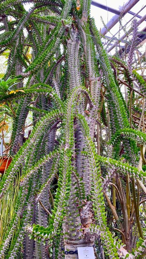 Huge Octopus Tree in One of the Oldest Botanical Gardens in the World ...