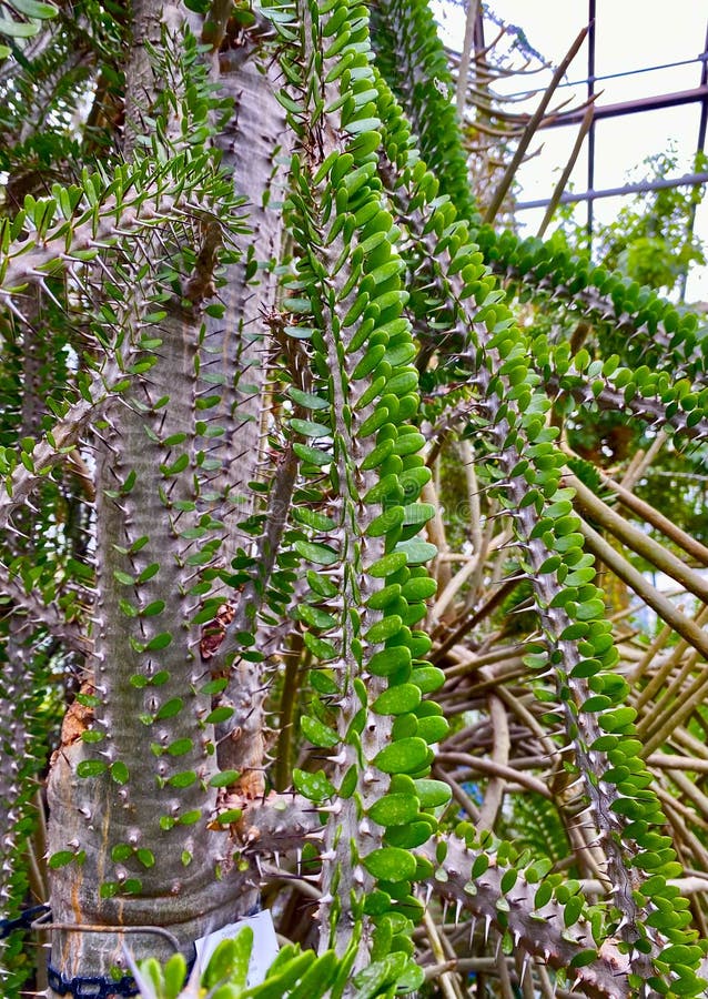 Huge Octopus Tree in One of the Oldest Botanical Gardens in the World ...