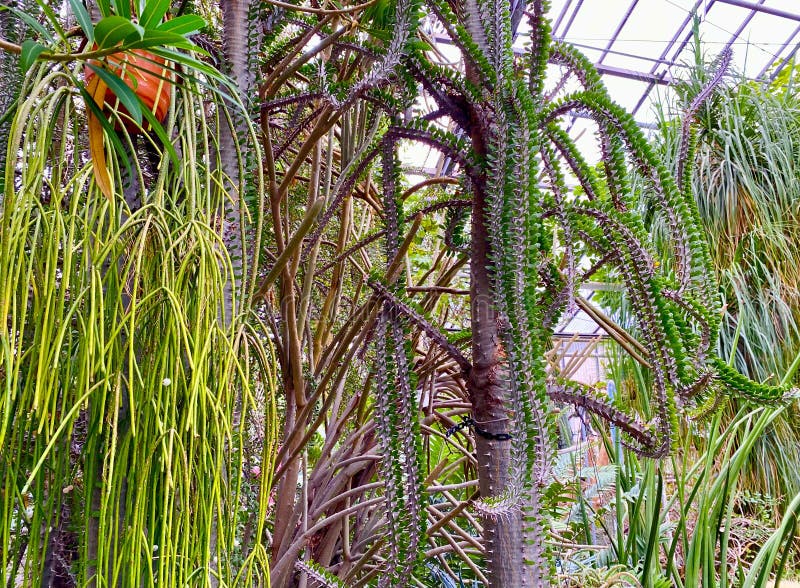 Huge Octopus Tree in One of the Oldest Botanical Gardens in the World ...