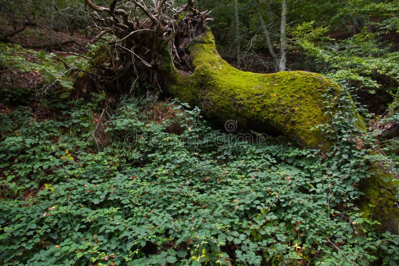 Huge Fallen Tree Full of Moss in the Forest Stock Image - Image of ...