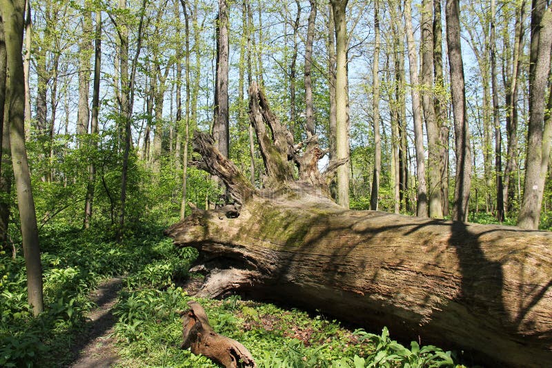 Huge fallen tree stock image. Image of spring, environment - 71178655