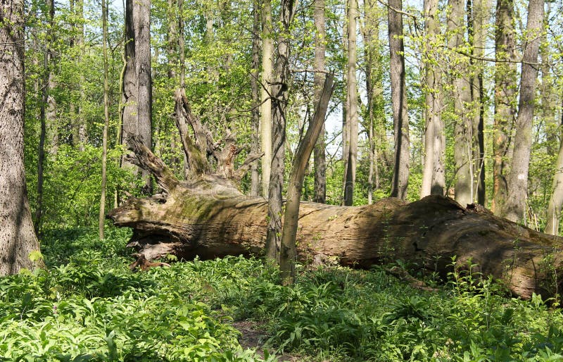 Huge fallen tree stock photo. Image of wood, ecosystem - 71179374