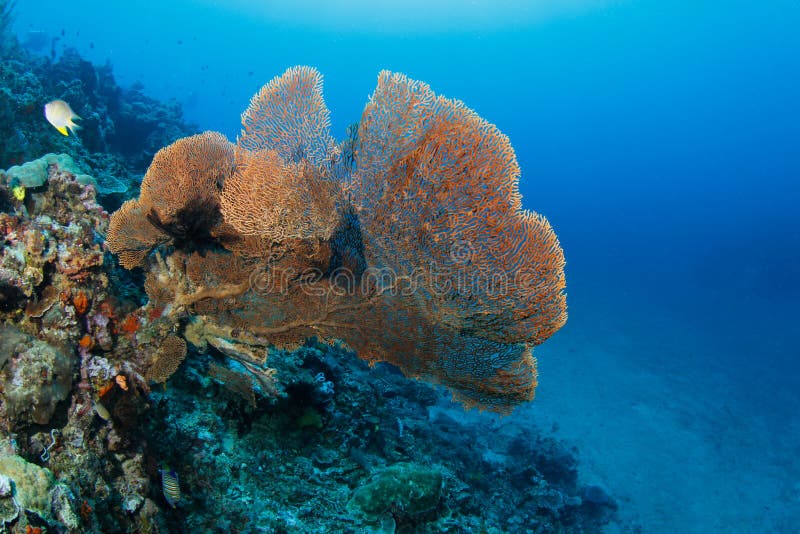 Huge Fan Coral in a Tropical Coral Reef Stock Image - Image of life ...