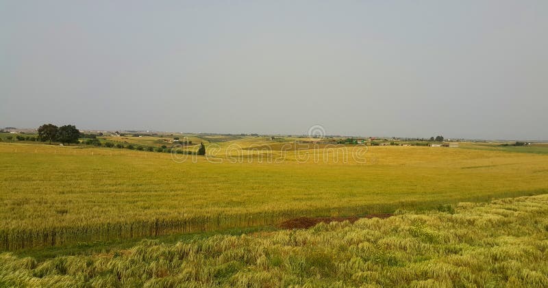 Farm in morocco stock image. Image of farm, farming - 130756509