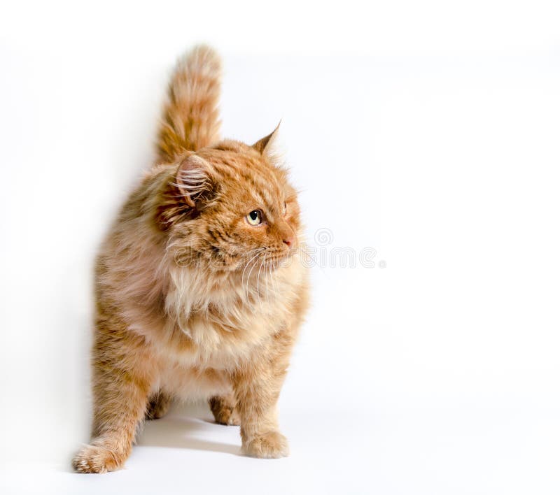Huge Fat Red Shaggy Cat On A White Background Stock Photo - Image of ...