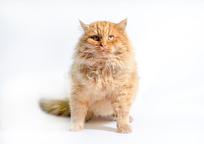 Huge Fat Red Shaggy Cat On A White Background Stock Image - Image of ...