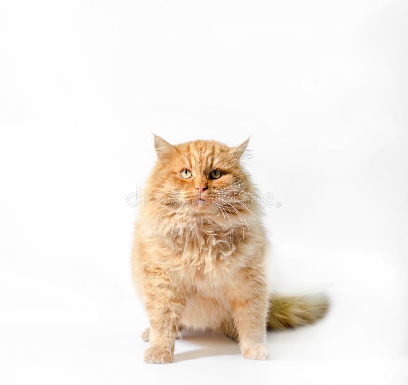Huge Fat Red Shaggy Cat on a White Background Stock Photo - Image of ...