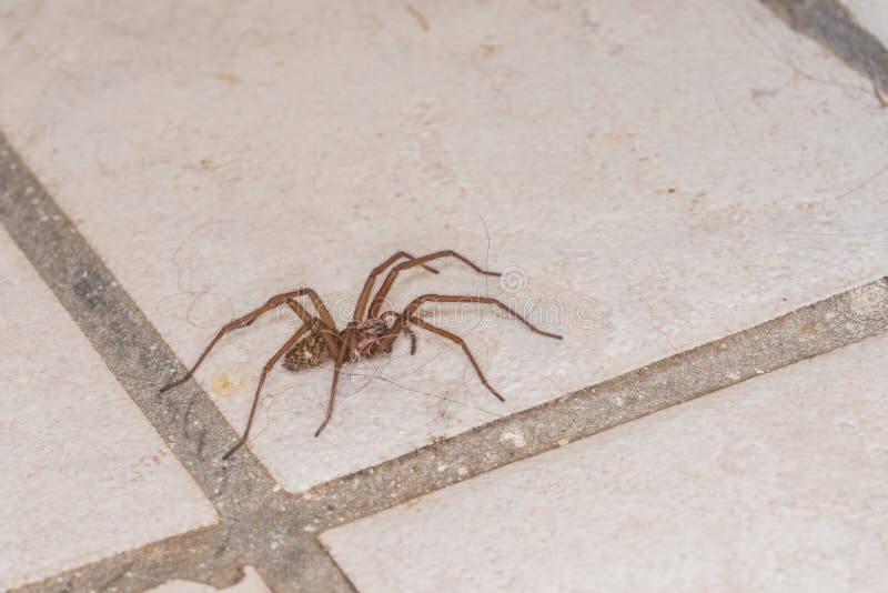 Huge Fat Spider in a Cellar, Germany Stock Image - Image of animal ...
