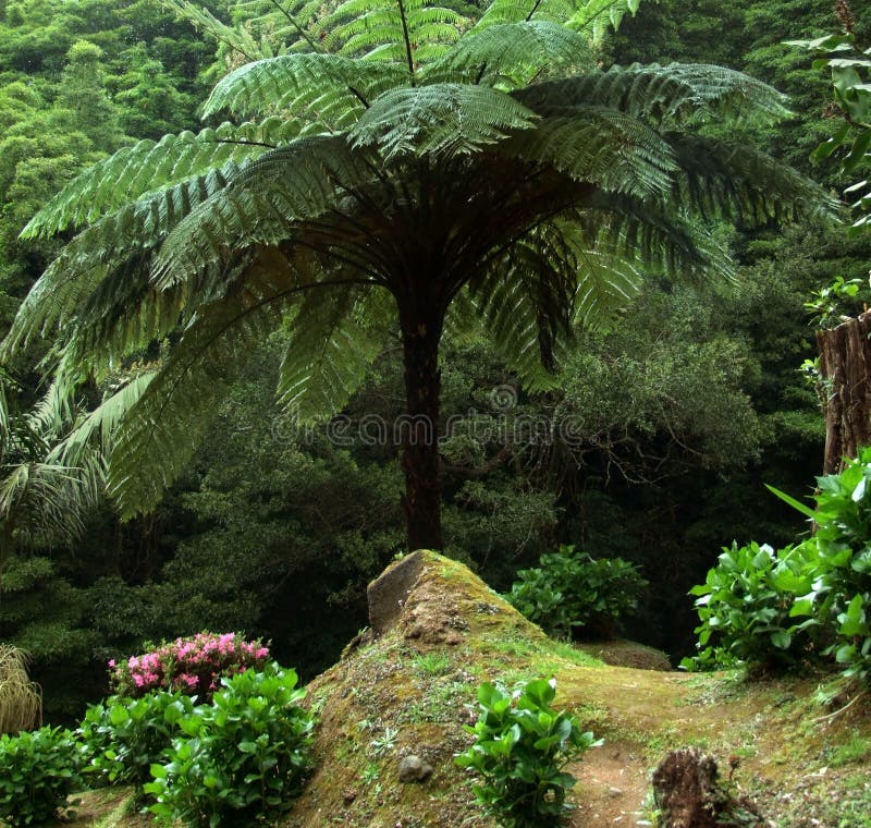 Huge fern at the Azores stock photo. Image of fern, scenery - 25796692