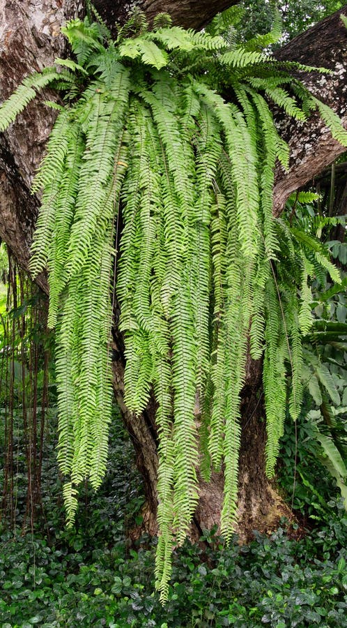Huge fern plant stock photo. Image of huge, green, closeup - 71828768