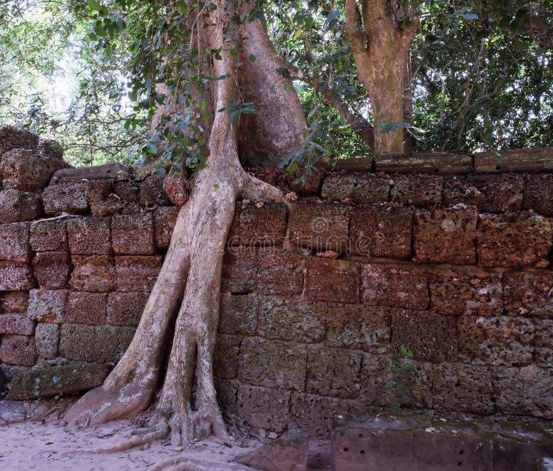 A Huge Ficus Grows on the Old Stone Wall. the Tree Destroys the Ancient ...