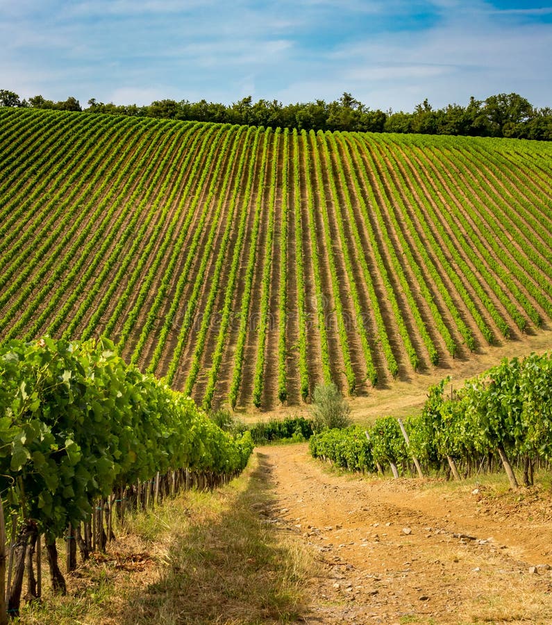 Huge Field of Grapevines Flow for Miles and Miles in Tuscany Stock ...