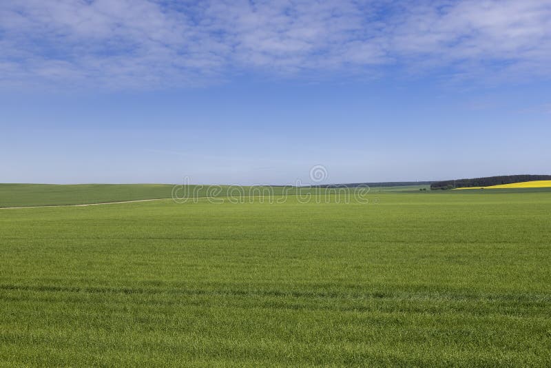Huge Field with a Harvest of Unripe Wheat Stock Image - Image of blue ...