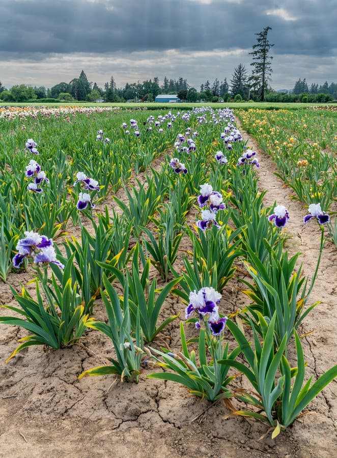 Giant Iris Field 6 stock image. Image of iris, garden - 280418647