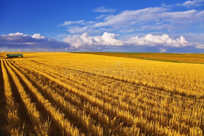 Huge field and small farm stock photo. Image of environmental - 10244428