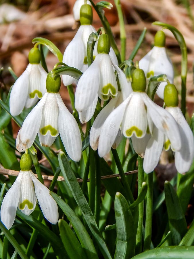 A Huge Field with Snowdrops Stock Photo - Image of meadow, lily: 216831424