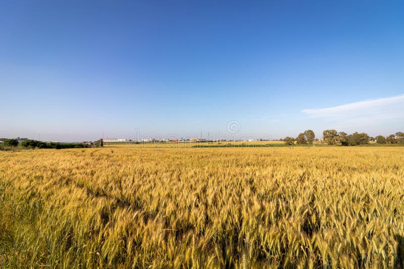 457 Israel Grain Field Stock Photos - Free & Royalty-Free Stock Photos ...