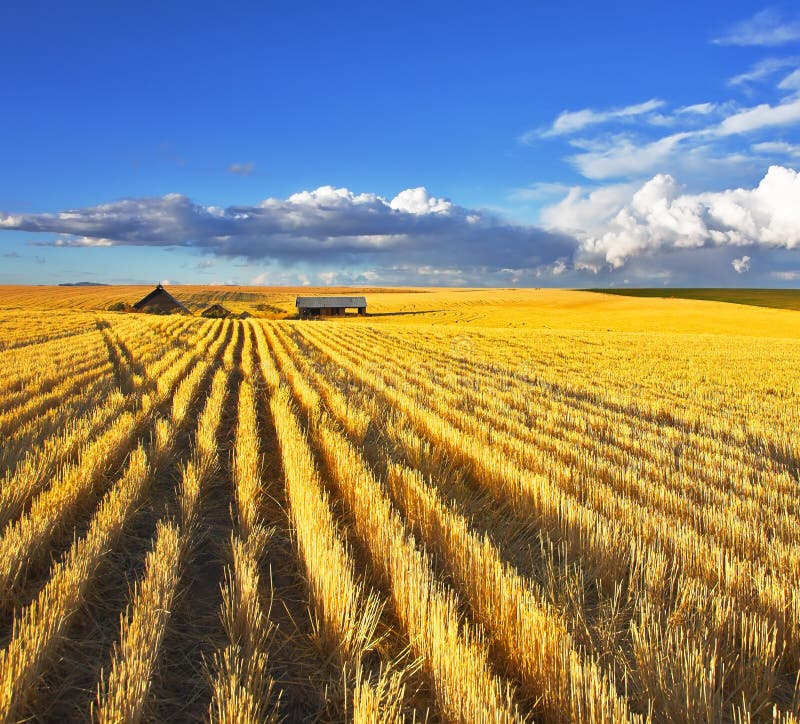 Huge Fields of Montana after a Harvest Stock Photo - Image of field ...