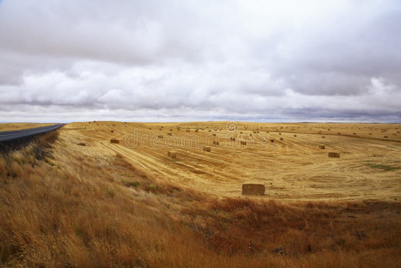 Huge Fields of Montana after a Harvest Stock Photo - Image of field ...