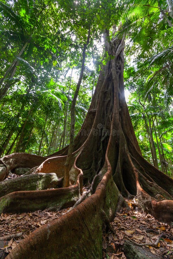 20+ Roots fig tree Free Stock Photos - StockFreeImages 20+ Roots fig tree Free Stock Photos - StockFreeImages