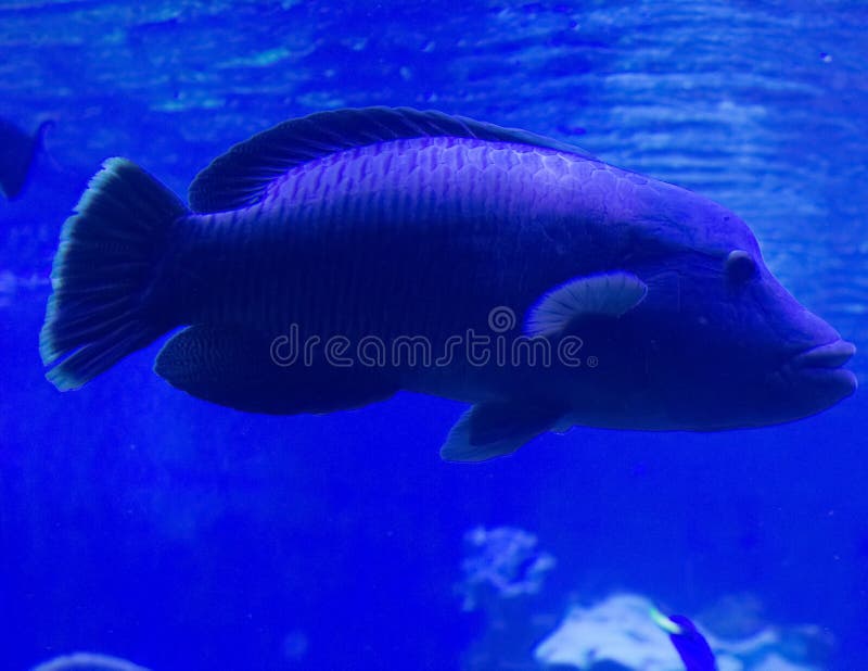 Huge fish deep in the sea stock photo. Image of deep - 180651480
