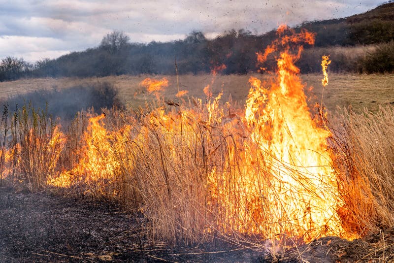 A Huge Flame of Fire Burns the Nature Around. Stock Photo - Image of ...