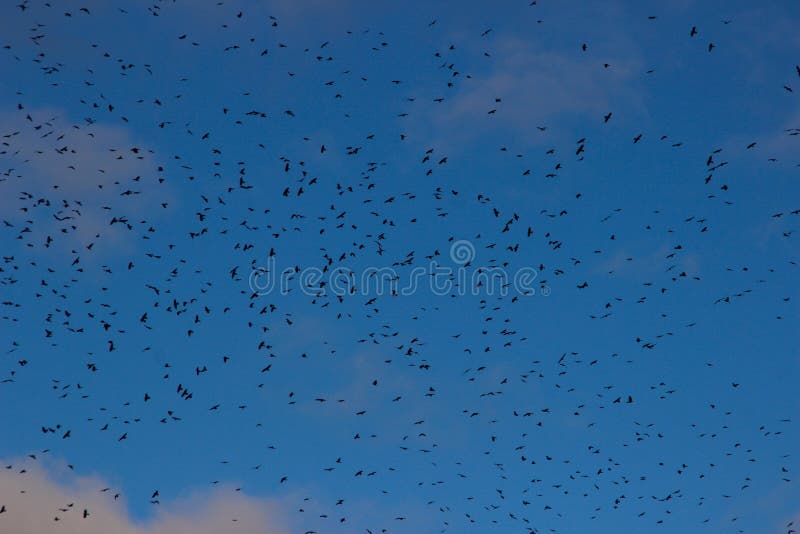 A Huge Flock of Birds Raven Circling in the Sky Stock Image - Image of ...