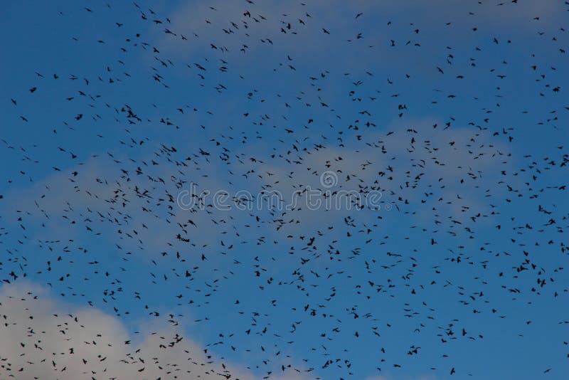 A Huge Flock of Birds Raven Circling in the Sky Stock Image - Image of ...
