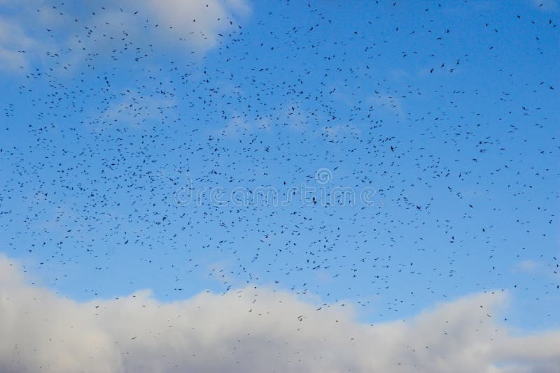 A Huge Flock of Birds Raven Circling in the Sky Stock Photo - Image of ...