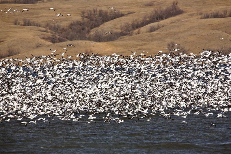 Fall Goose Migration stock photo. Image of migration - 46454268