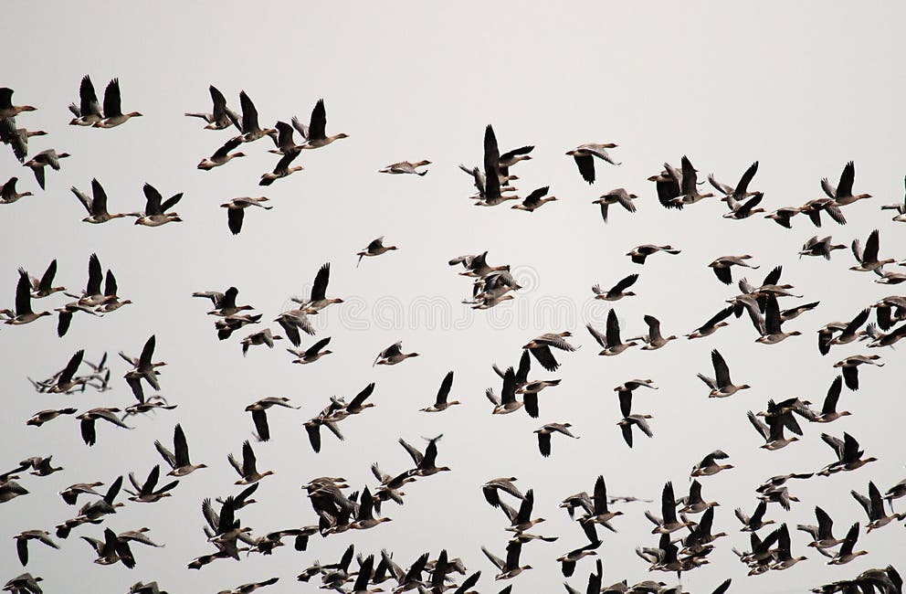 Huge Flocks of Migratory Geese Stock Photo - Image of gatherings ...