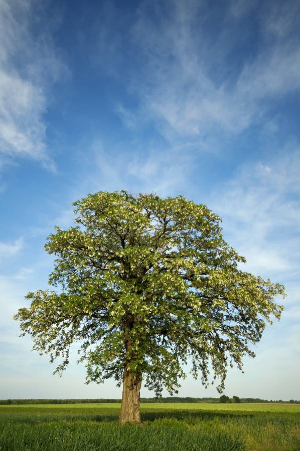 Huge Flowering Tree with Nice Sky Vertical Stock Photo - Image of ideas ...