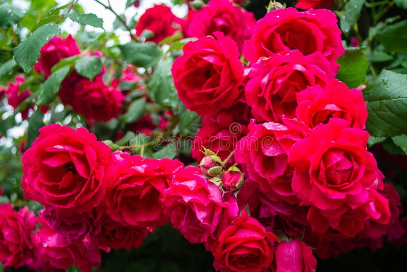 Huge Flowers of Roses on a Bush Against the Sky Stock Image - Image of ...