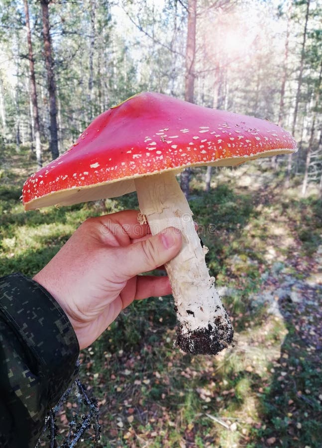 Fly Agaric Mushroom Poisonous Grow in the Forest Stock Photo - Image of ... Fly Agaric Mushroom Poisonous Grow in the Forest Stock Photo - Image of ...