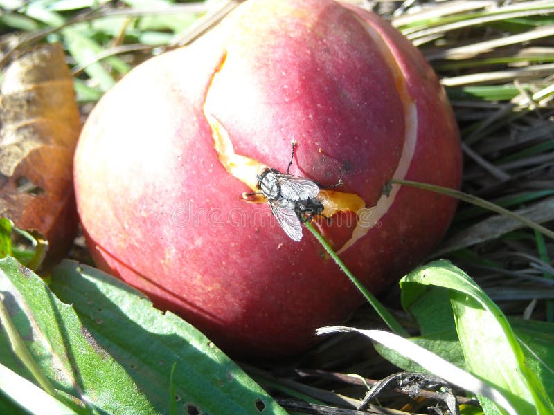 Huge Fly on a Decayed Apple Stock Image - Image of biology, lots: 60367025