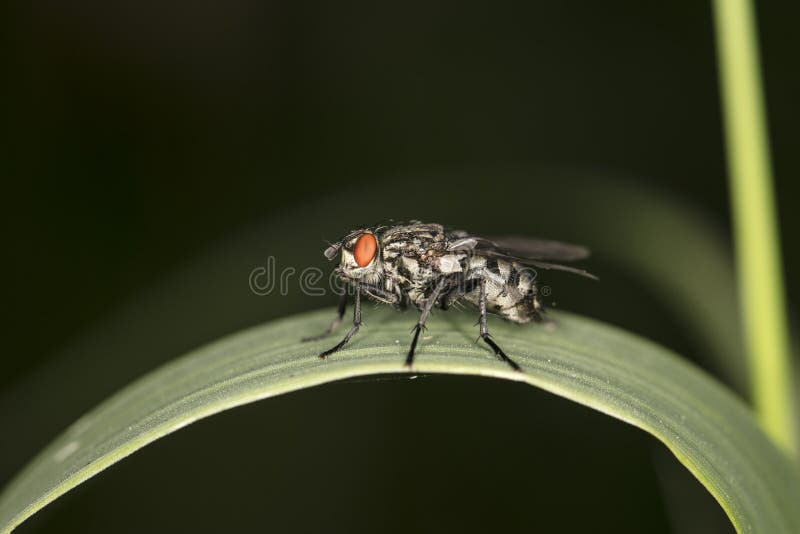 A Huge Fly Sits on the Grass Stock Photo - Image of green, natural ...
