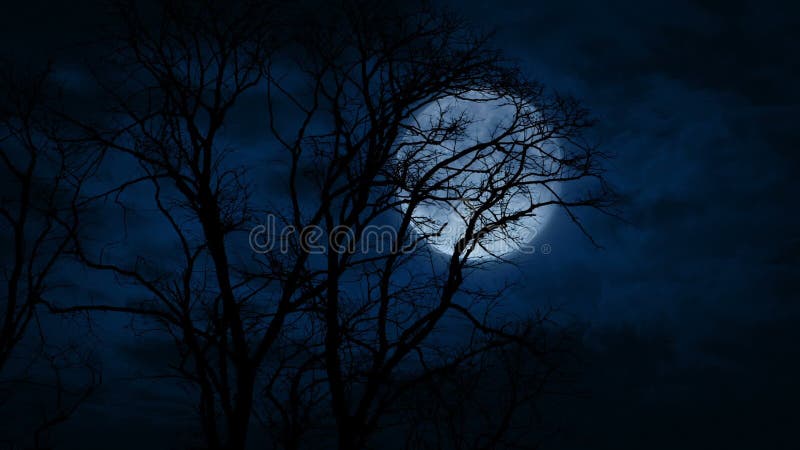 Huge Full Moon Behind Bare Trees Late at Night Stock Video - Video of ...