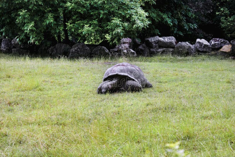 A Huge Galapagos Tortoise Stands on the Lawn. an Old Turtle Stands on ...