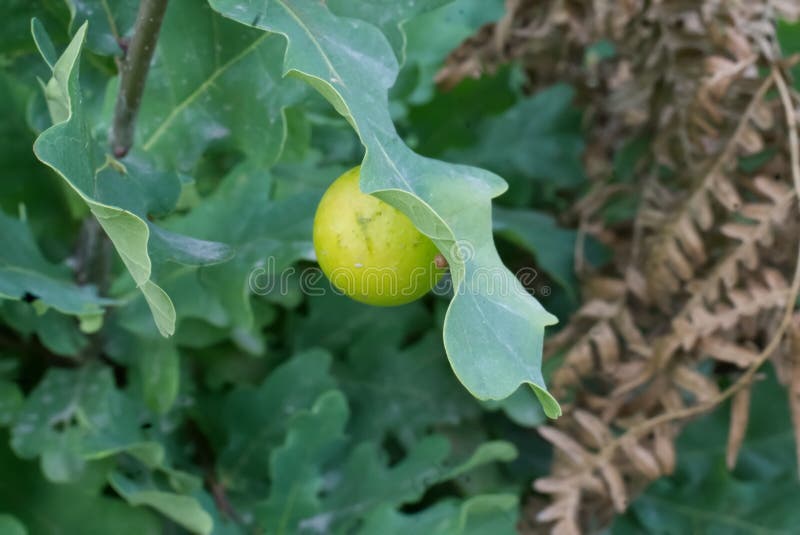 Huge Gallnut Stock Photos - Free & Royalty-Free Stock Photos from ...