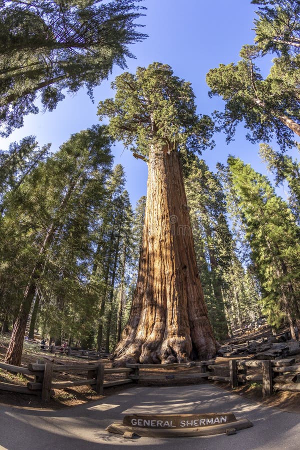 Huge General Sherman Sequoia Trees in Sequoia Tree National Park Stock ...