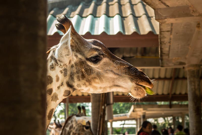 Huge Giraffe Walking in Zoopark Stock Image - Image of thailand, life ...