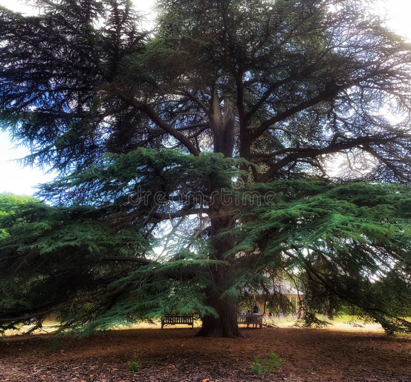 Huge Green Cedar Tree at Kew Stock Image - Image of trunk, greenleaf ...