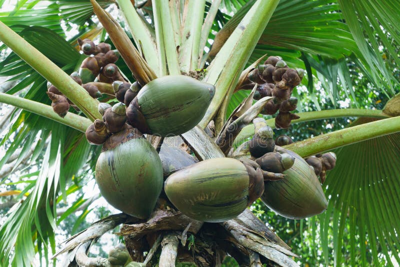 Huge Green Coconuts on a Palm Tree Close-up Stock Image - Image of ...