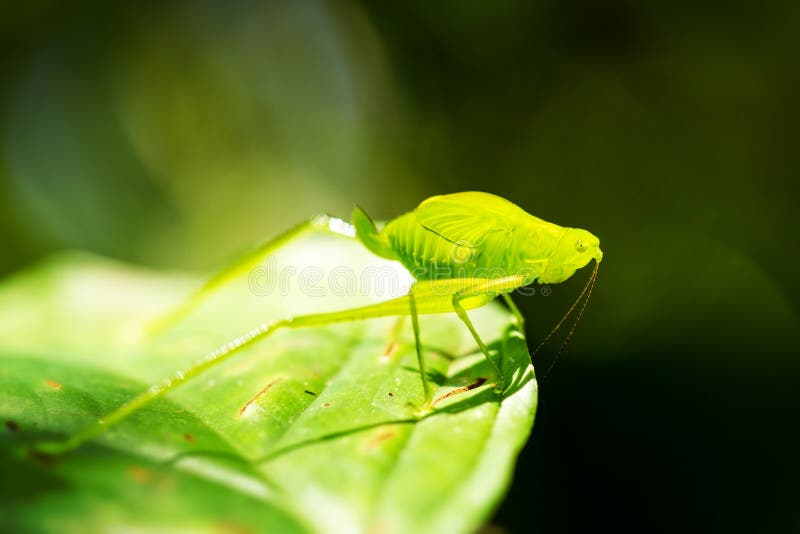 Vibrant Exotic Cricket stock image. Image of asian, grasshopper - 84085937
