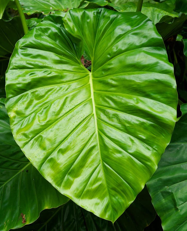 Huge Green Elephant Ear Leaf Stock Photo - Image of green, nature: 22660022