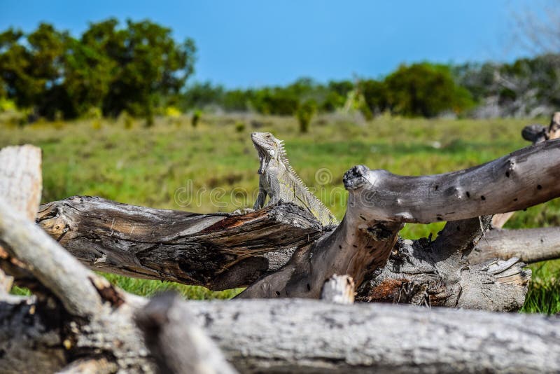 Huge Green Lizard on a Log in a Field Stock Photo - Image of head ...