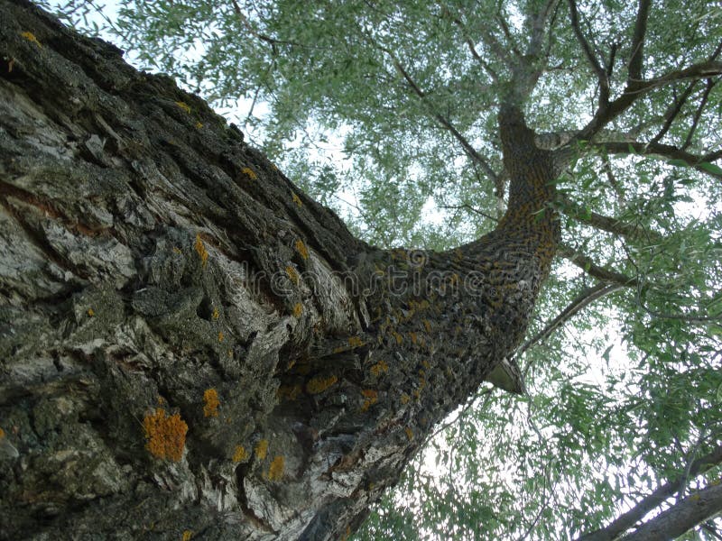 Strong Trunk, Big Tree in the Forest Stock Photo - Image of elements ...