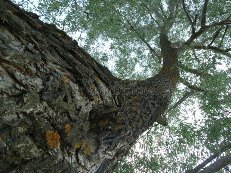 Strong Trunk, Big Tree in the Forest Stock Photo - Image of elements ...